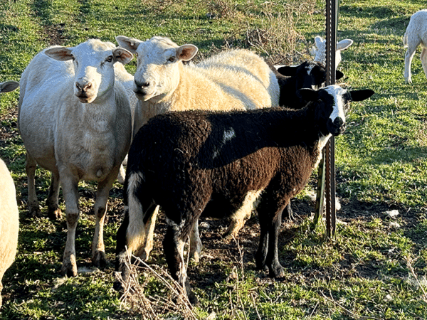 Will Farmers Chose Harris or Trump?