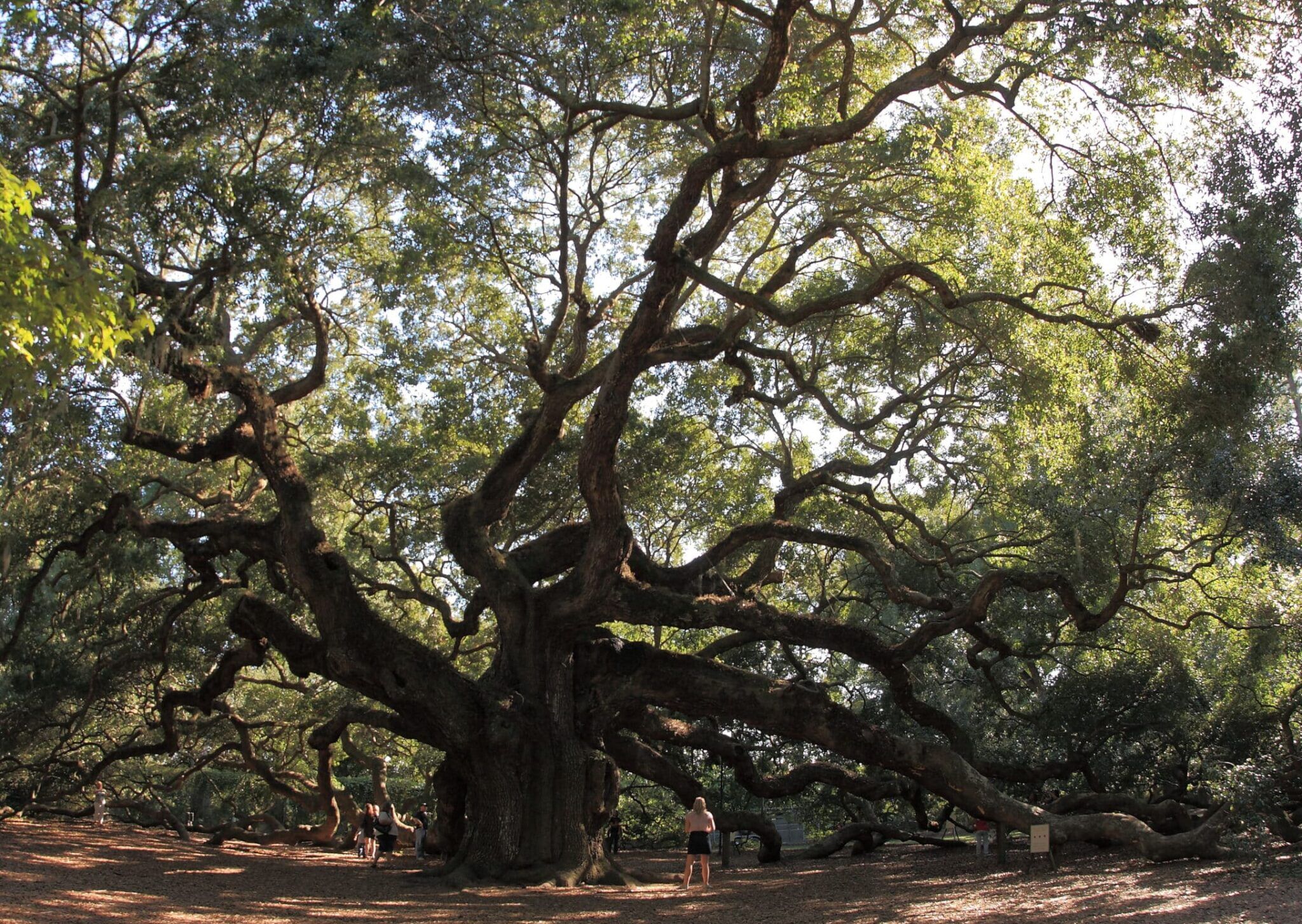 Haudenosaunee Address of Thanksgiving to the Natural World (Ganö:nyök)