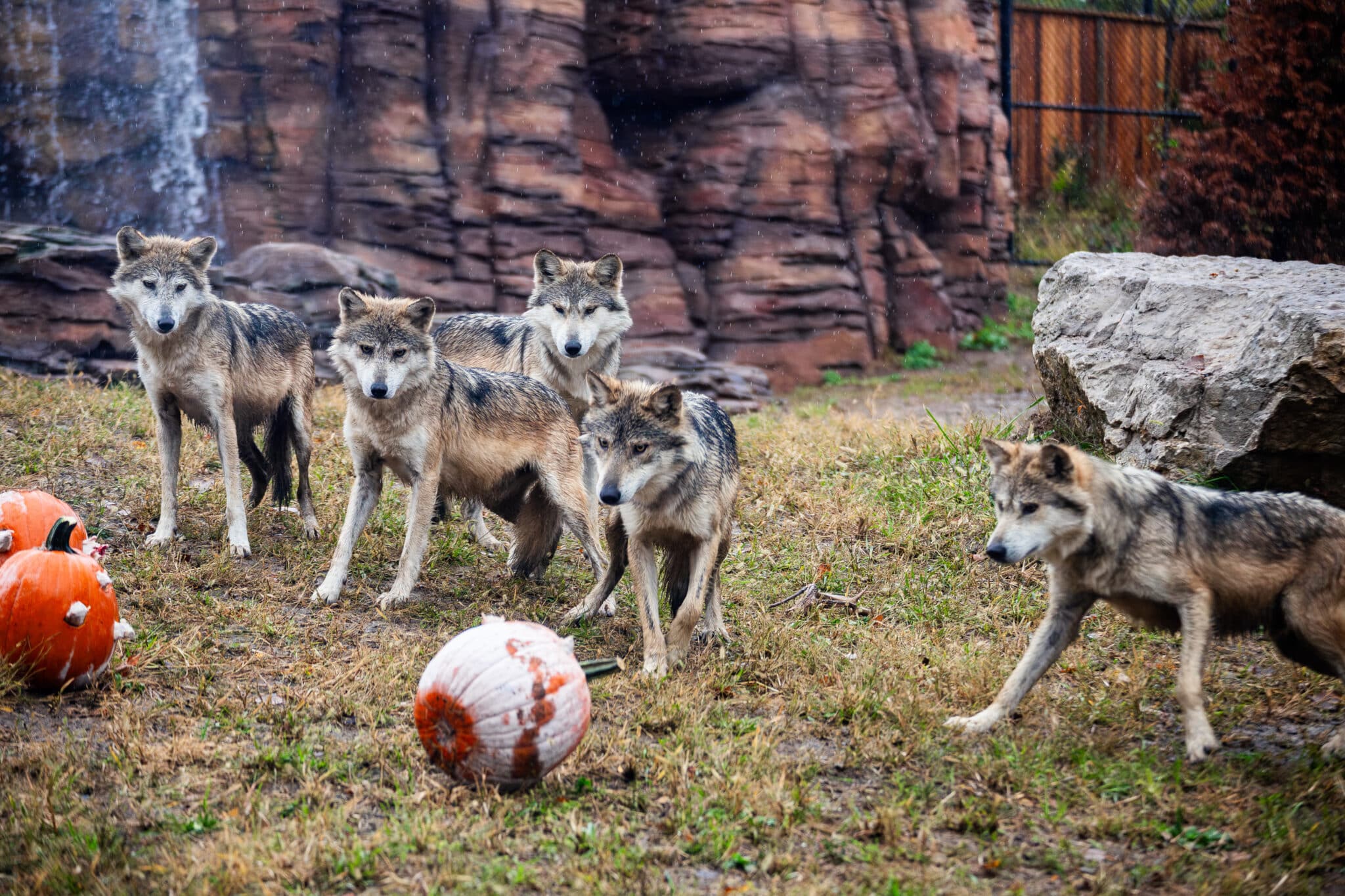 Welcoming the Wolf at the Door - Barn Raiser